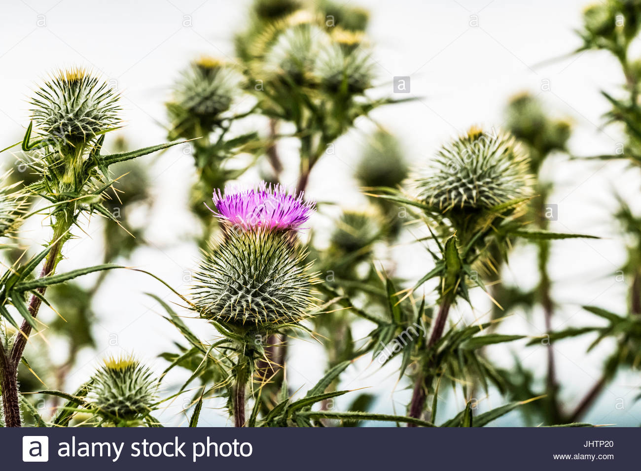 Thistle Scotland Emblem Stock Photos & Thistle Scotland Emblem Stock ...