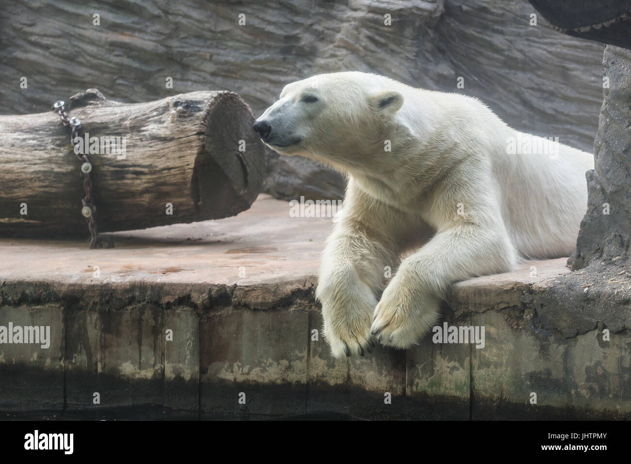 Glacierbear hi-res stock photography and images - Alamy