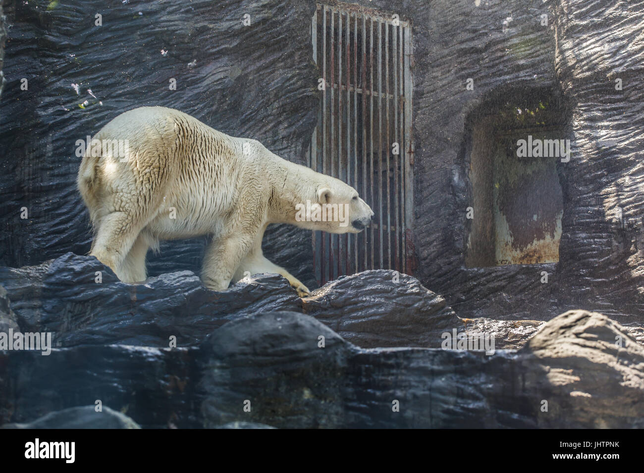 portrait of large white bear Stock Photo - Alamy