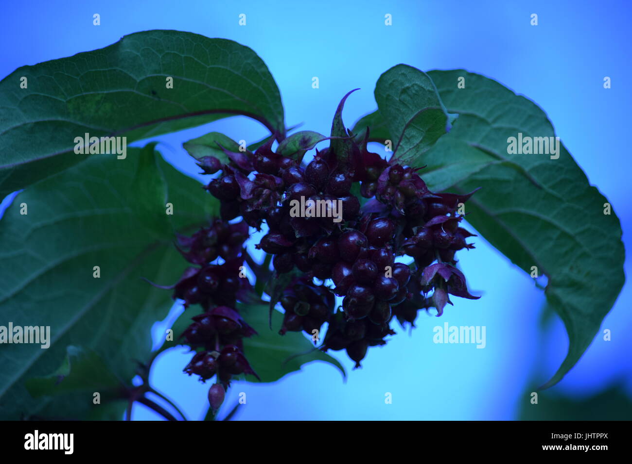Himalayan mountain balm berries Stock Photo - Alamy
