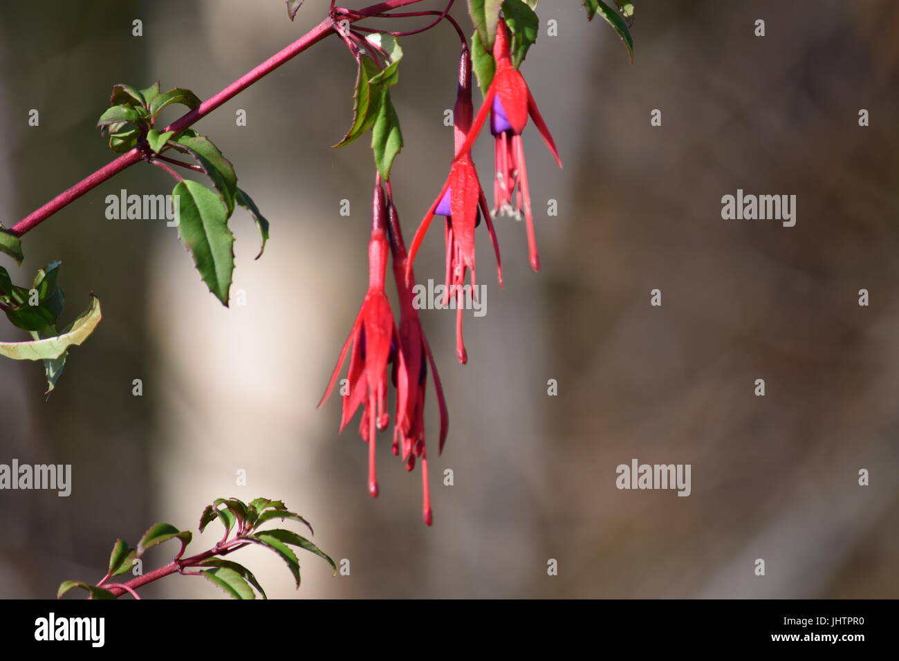 Bush fuschia hi-res stock photography and images - Alamy