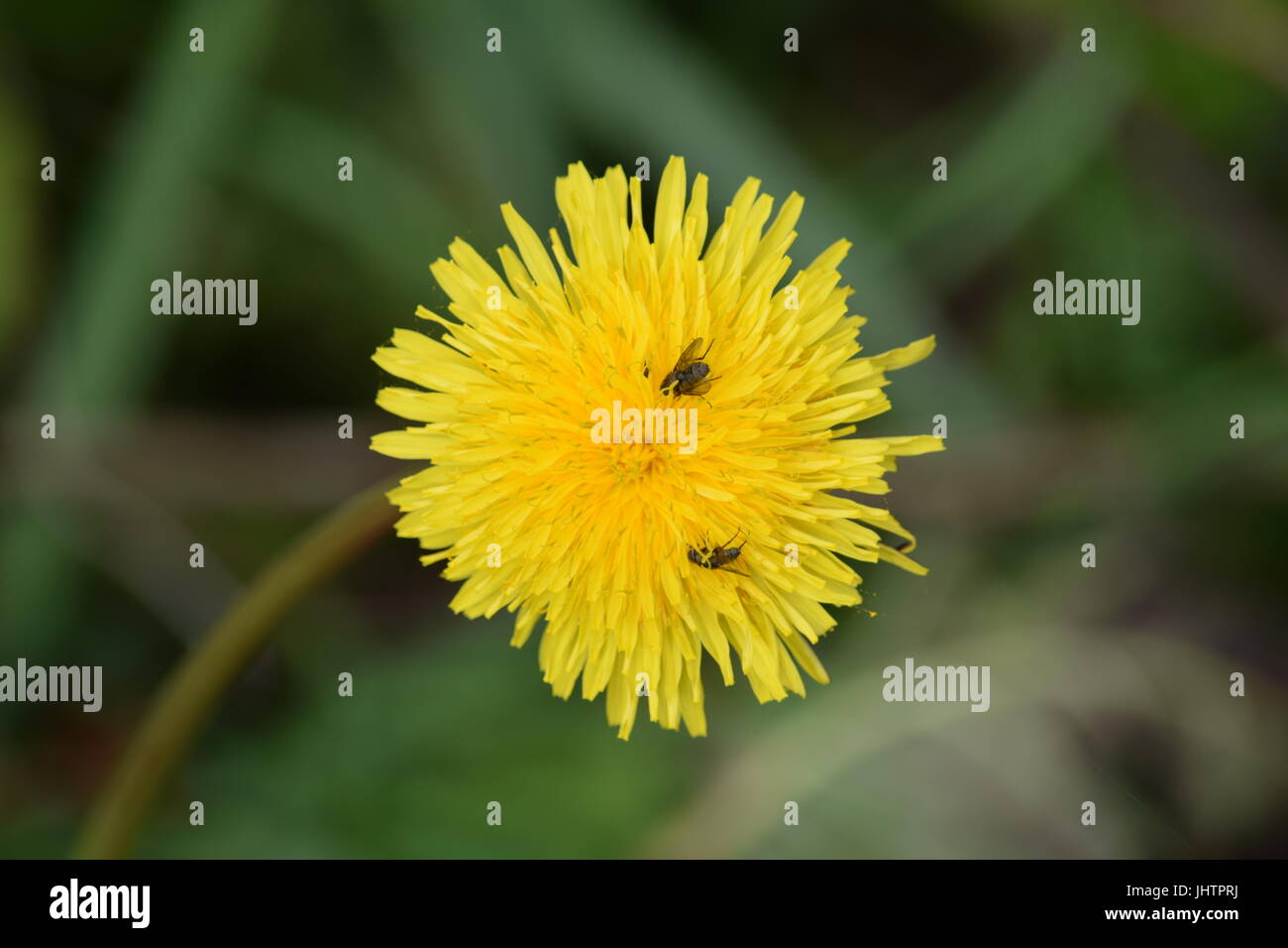 Insects pollinating dandelion Stock Photo - Alamy