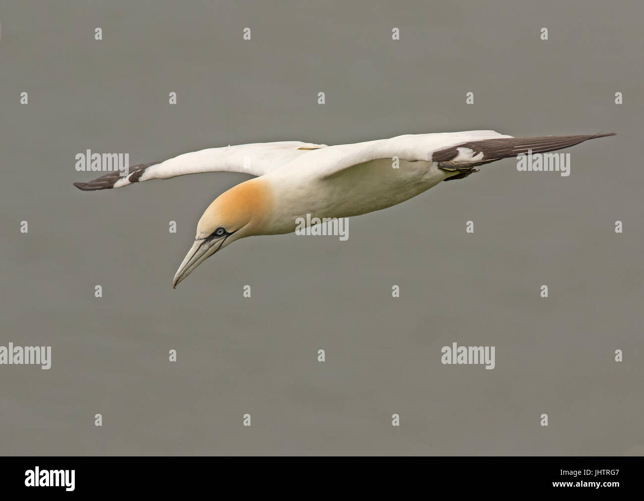 Adult Gannet in Flight Stock Photo - Alamy