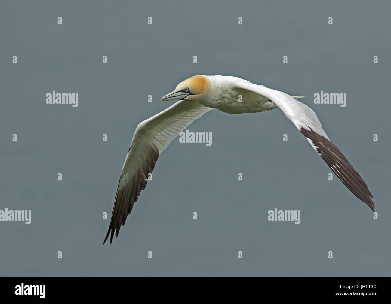 Adult gannet hi-res stock photography and images - Alamy