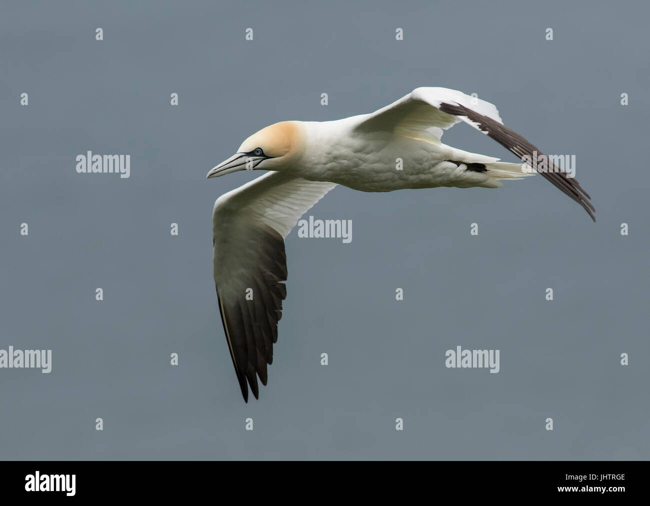 Adult gannet hi-res stock photography and images - Alamy