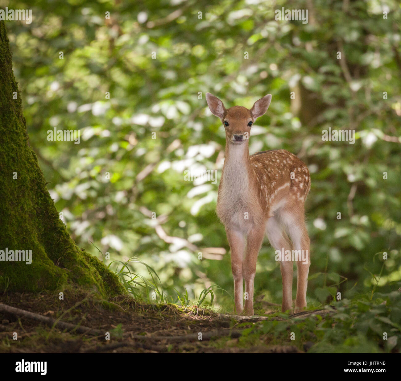 Small deer species hi-res stock photography and images - Alamy