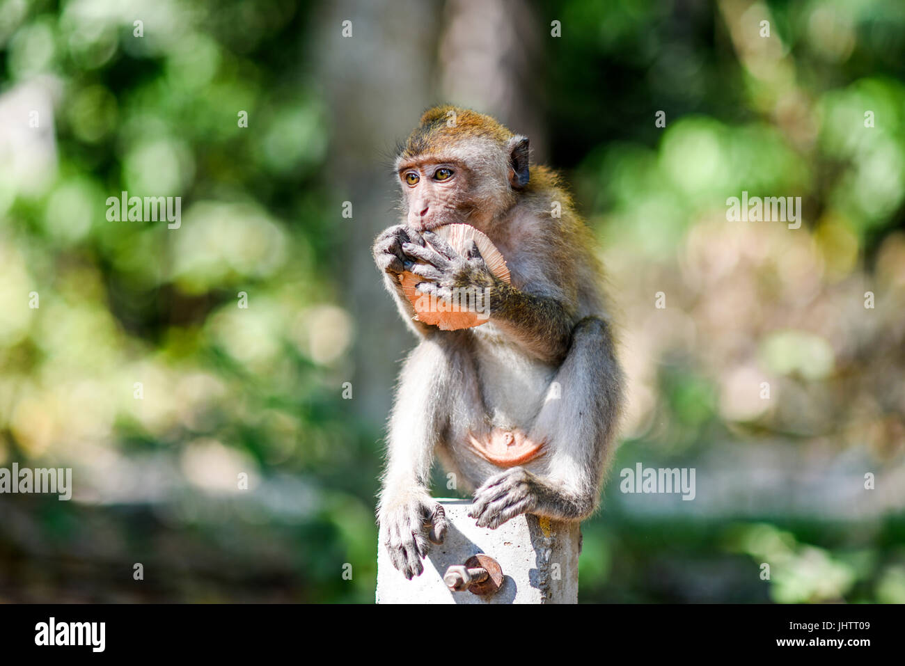 Macaque monkey eating fruit tree hi-res stock photography and images ...