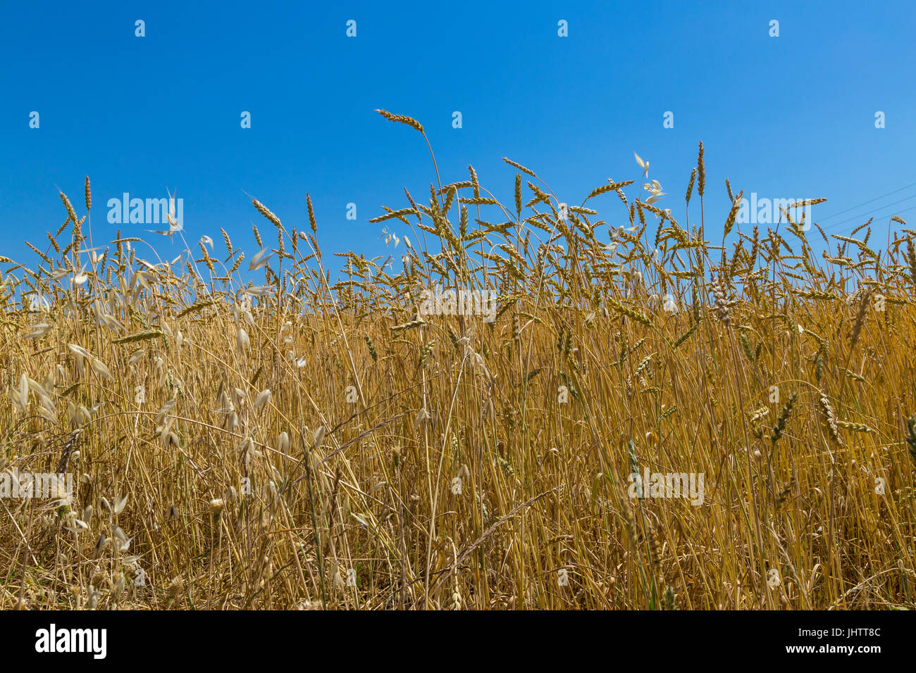 Field of wheat Stock Photo - Alamy