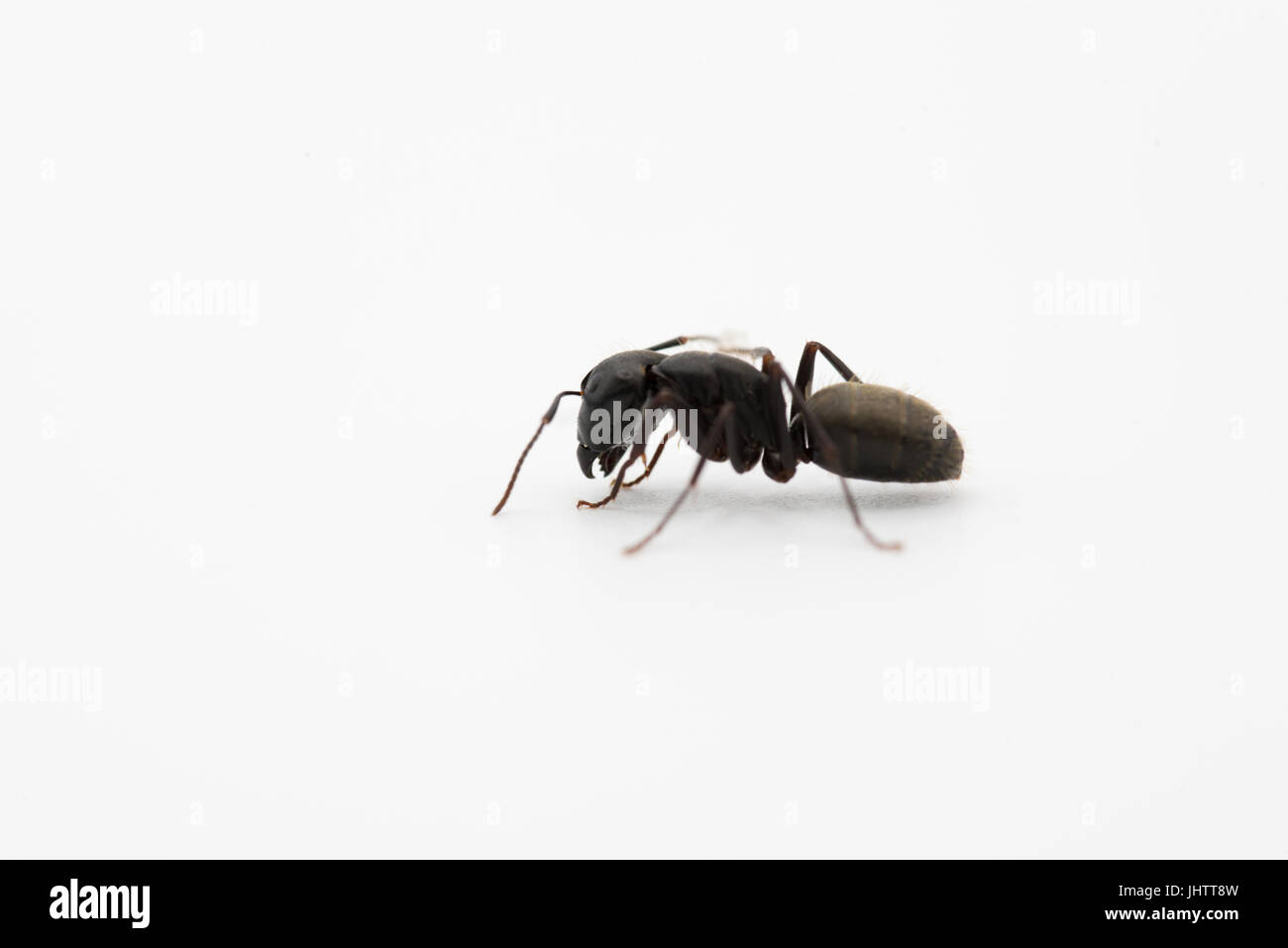 Close up side view of a wingless sterile black female worker ant on ...