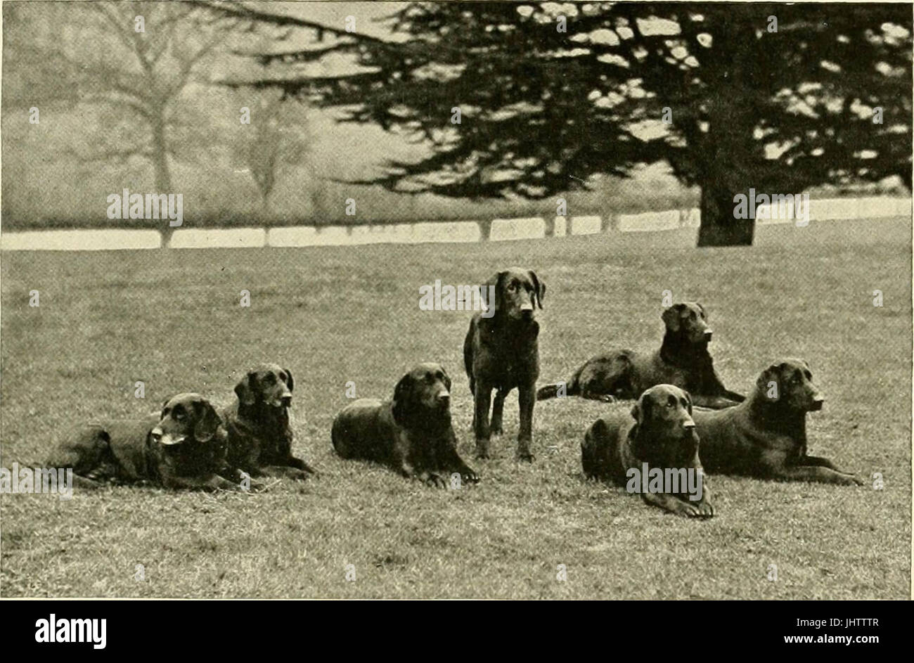 "The new book of the dog : a comprehensive natural history of British ...