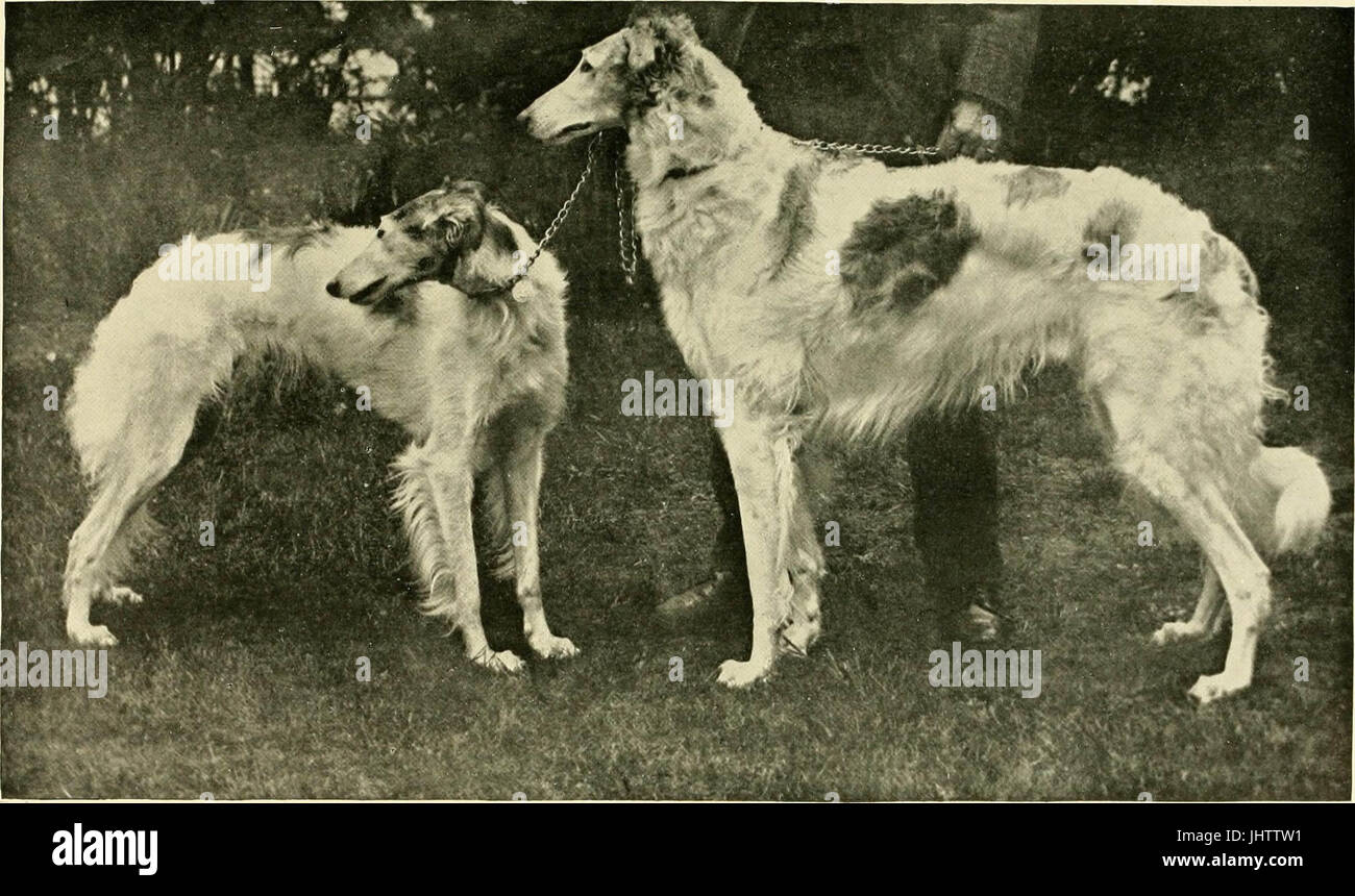 "The new book of the dog : a comprehensive natural history of British ...