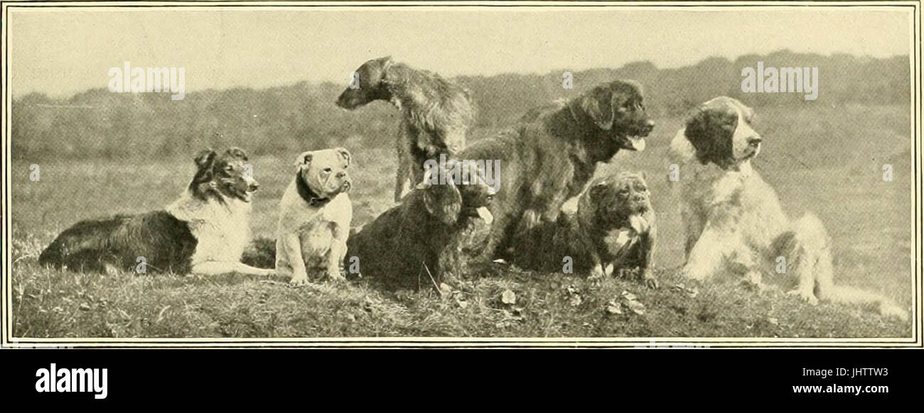 "The new book of the dog : a comprehensive natural history of British ...