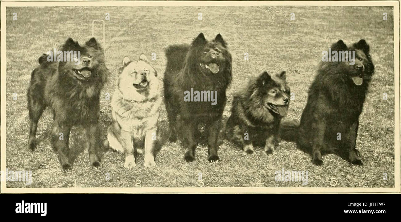 A comprehensive natural history of british dogs and their hi-res stock ...