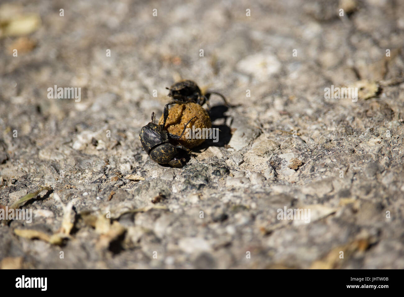 African black beetles hi-res stock photography and images - Alamy
