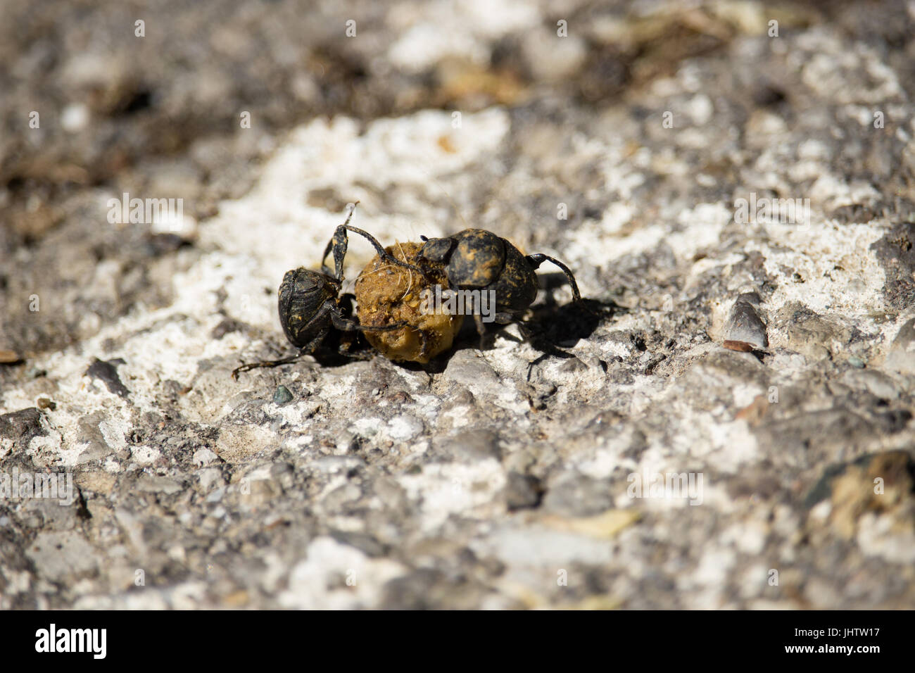 Buffalo dung hi-res stock photography and images - Alamy