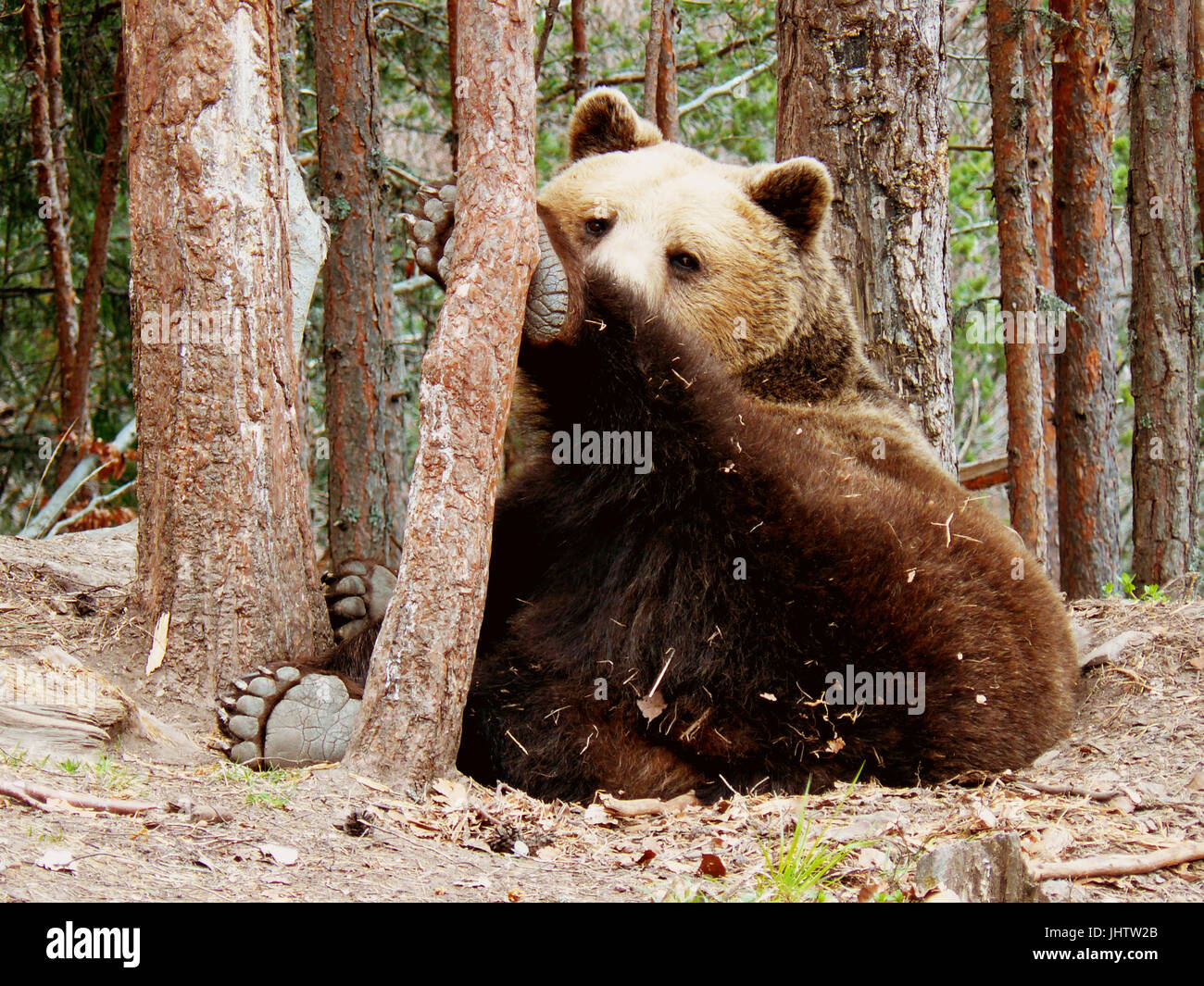 Mighty pine hi-res stock photography and images - Alamy