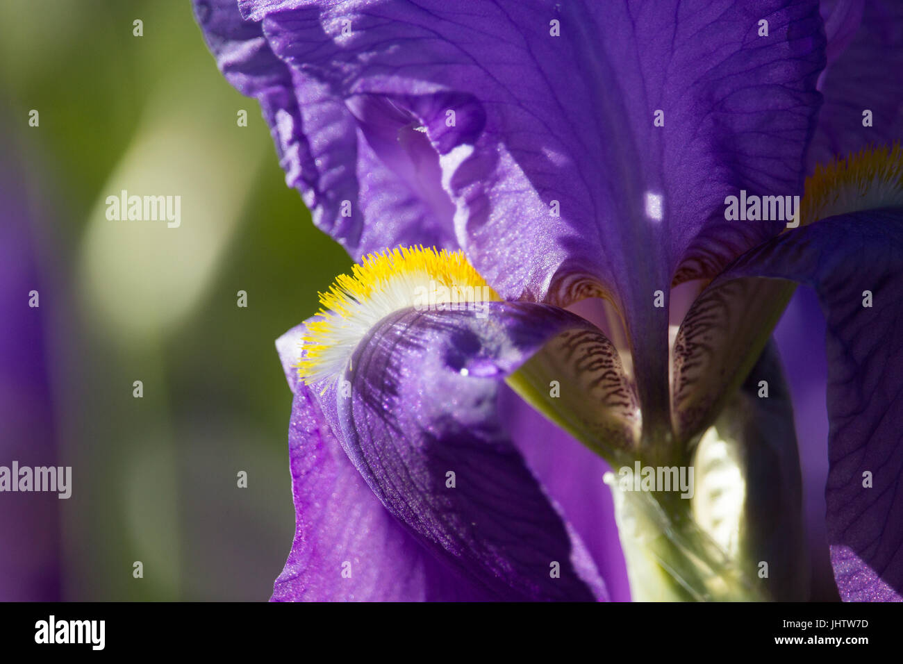 Violet iris hi-res stock photography and images - Alamy
