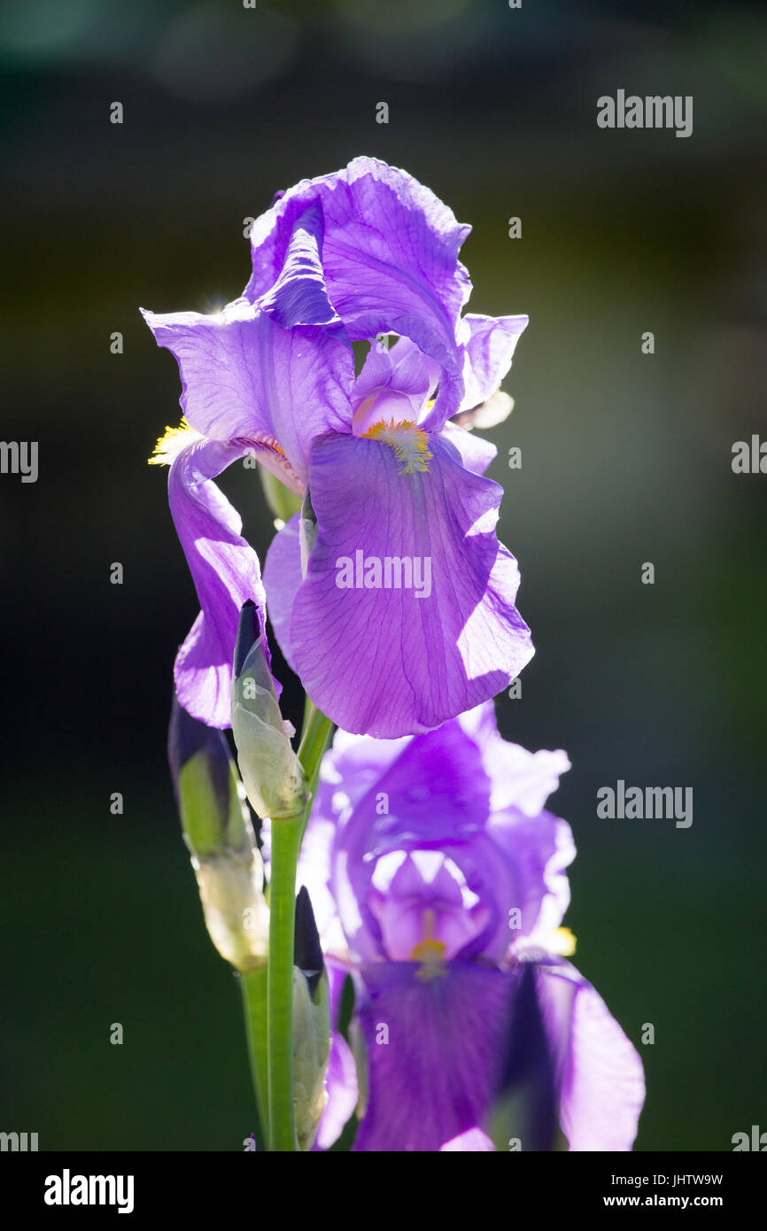 Beautiful violet iris flowers hi-res stock photography and images - Alamy
