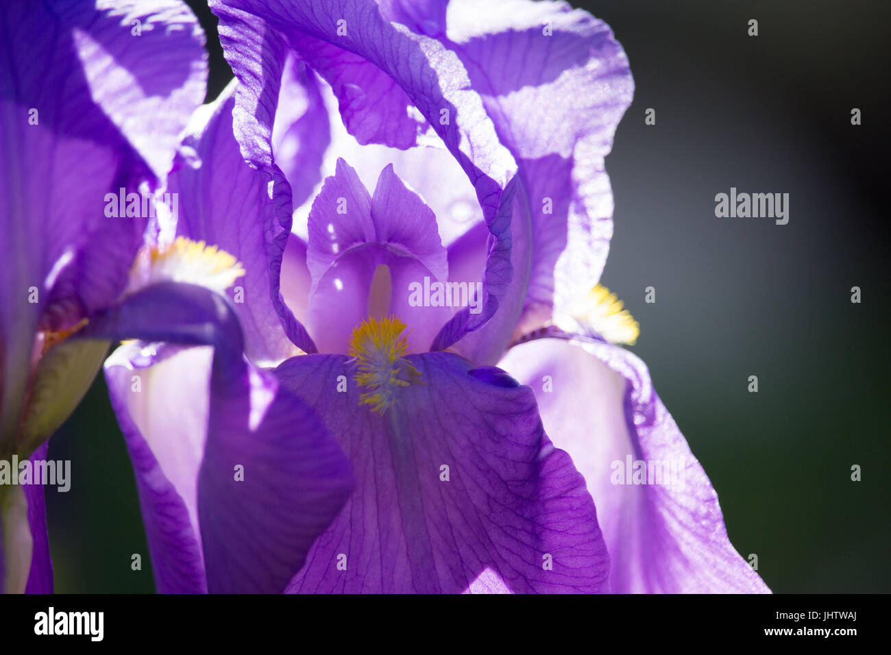 Violet iris hi-res stock photography and images - Alamy