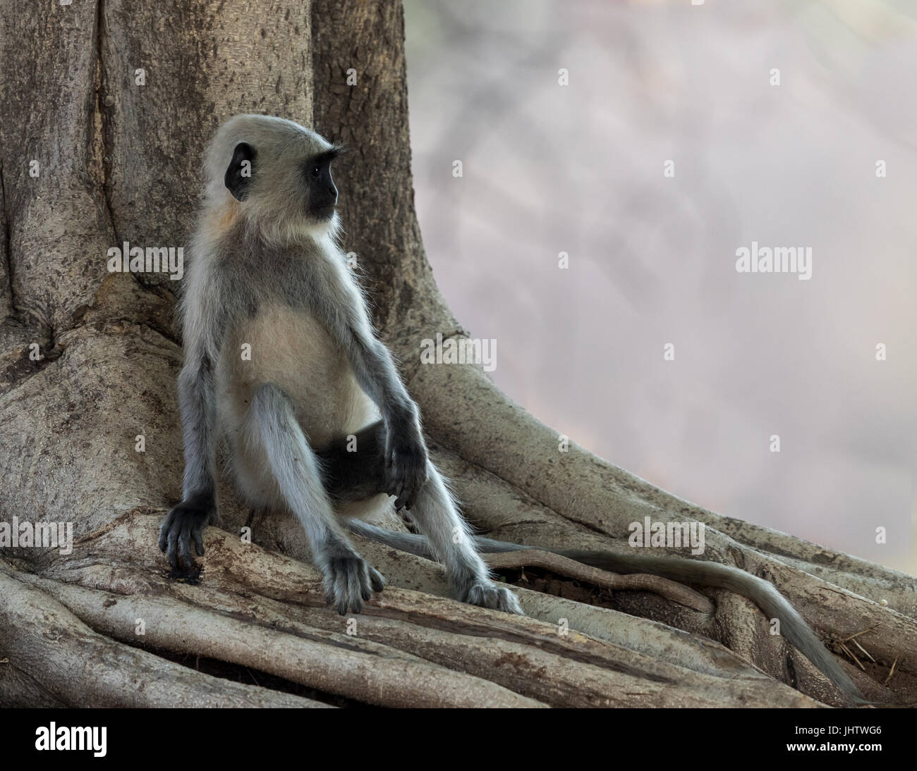 Animal wildlife monkey bottom hi-res stock photography and images - Alamy