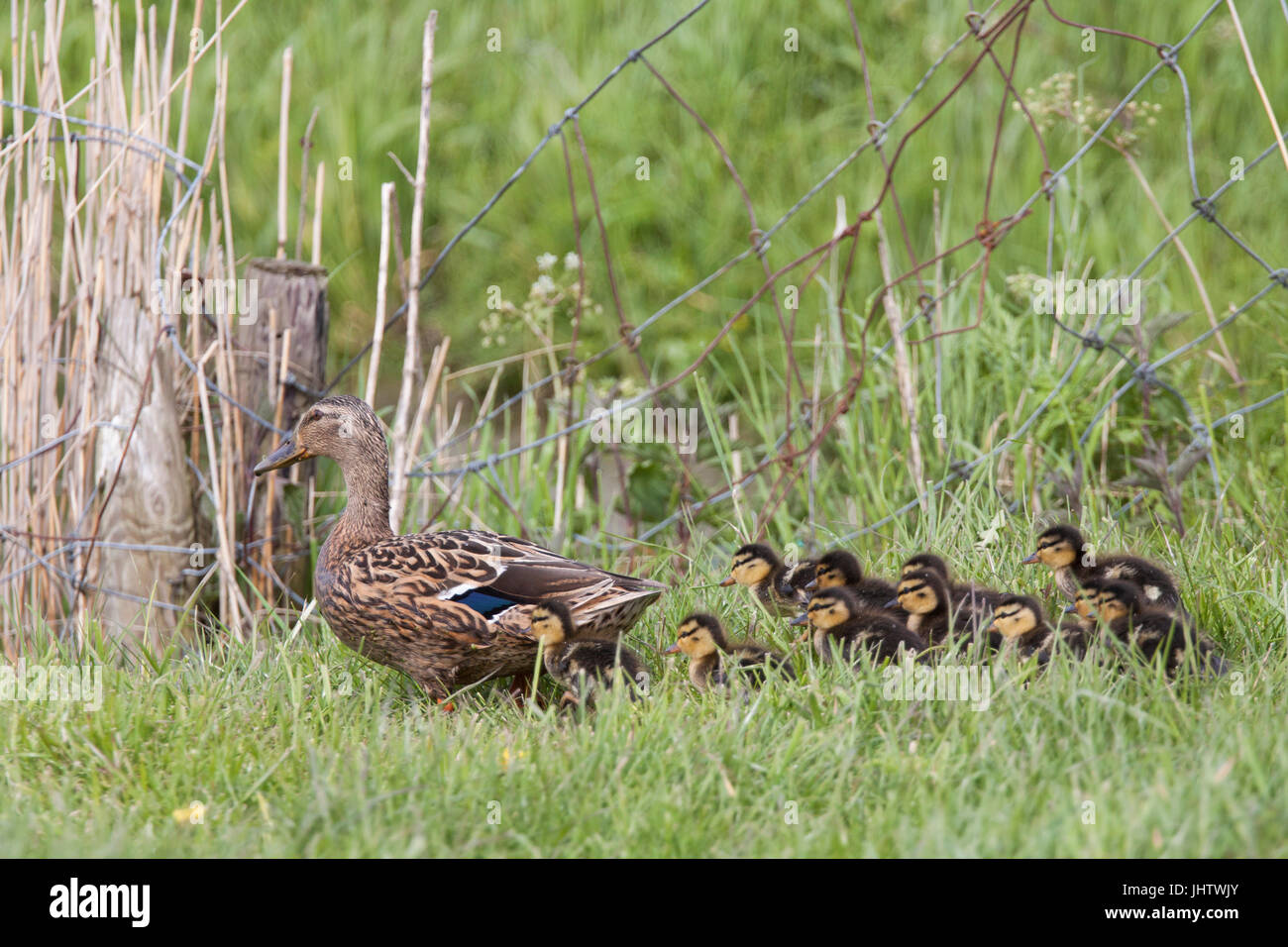 Mallard female duck with ducklings Stock Photo - Alamy