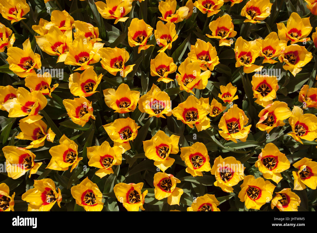 Pattern yellow and purple spring flowers Stock Photo - Alamy