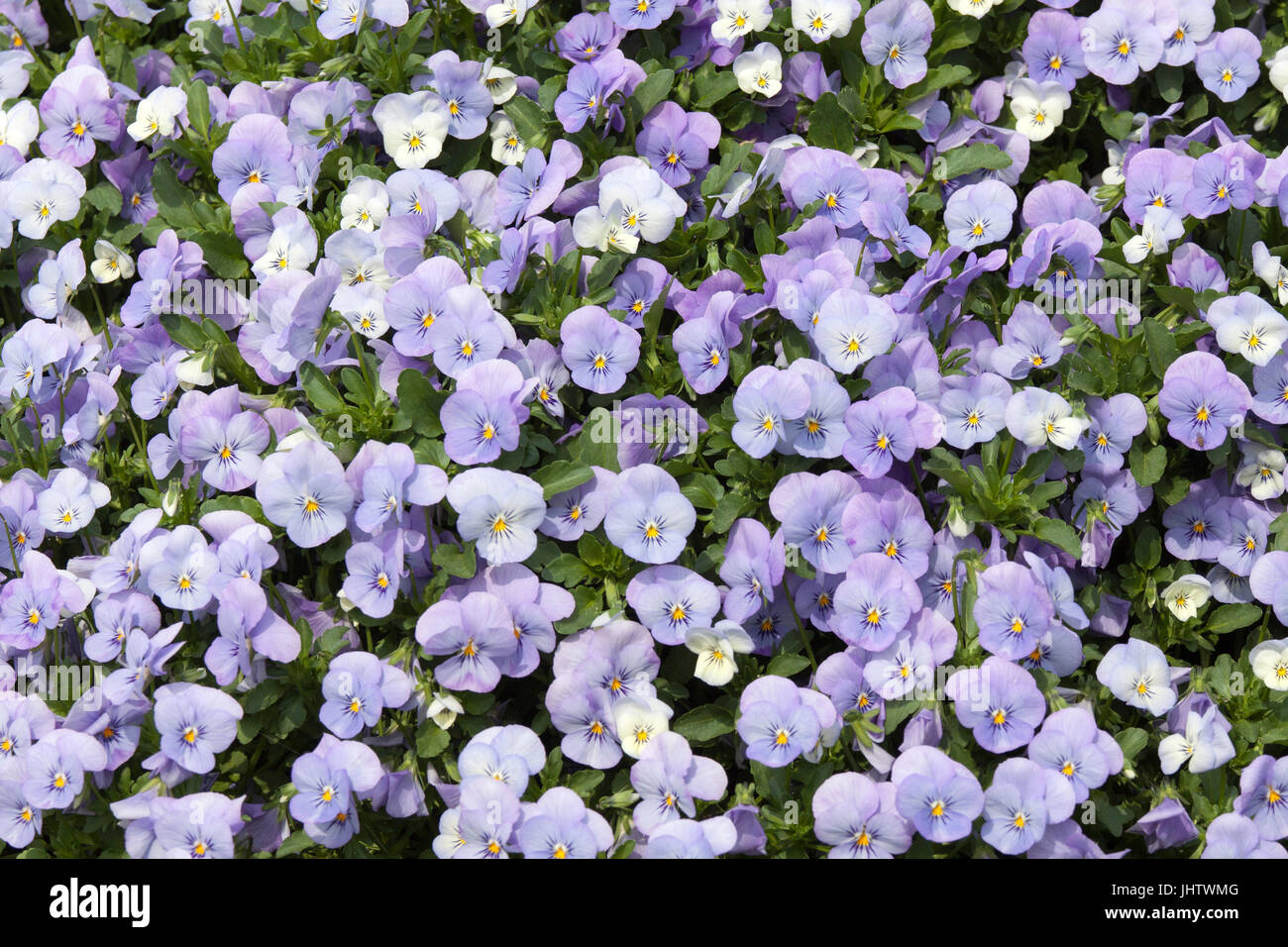 Flower field of violet flowers Stock Photo - Alamy