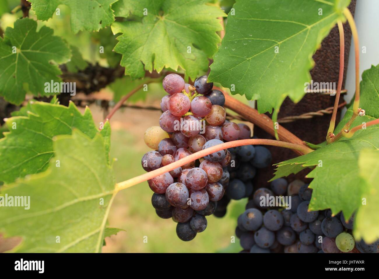 Vineyard and distillery hi-res stock photography and images - Alamy