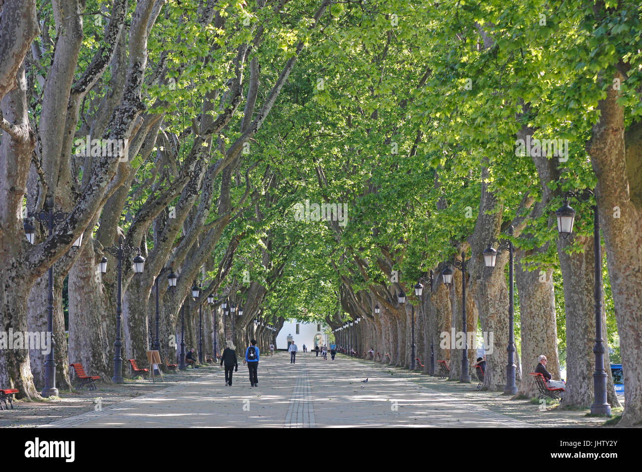 Shaded by plane trees hi-res stock photography and images - Alamy