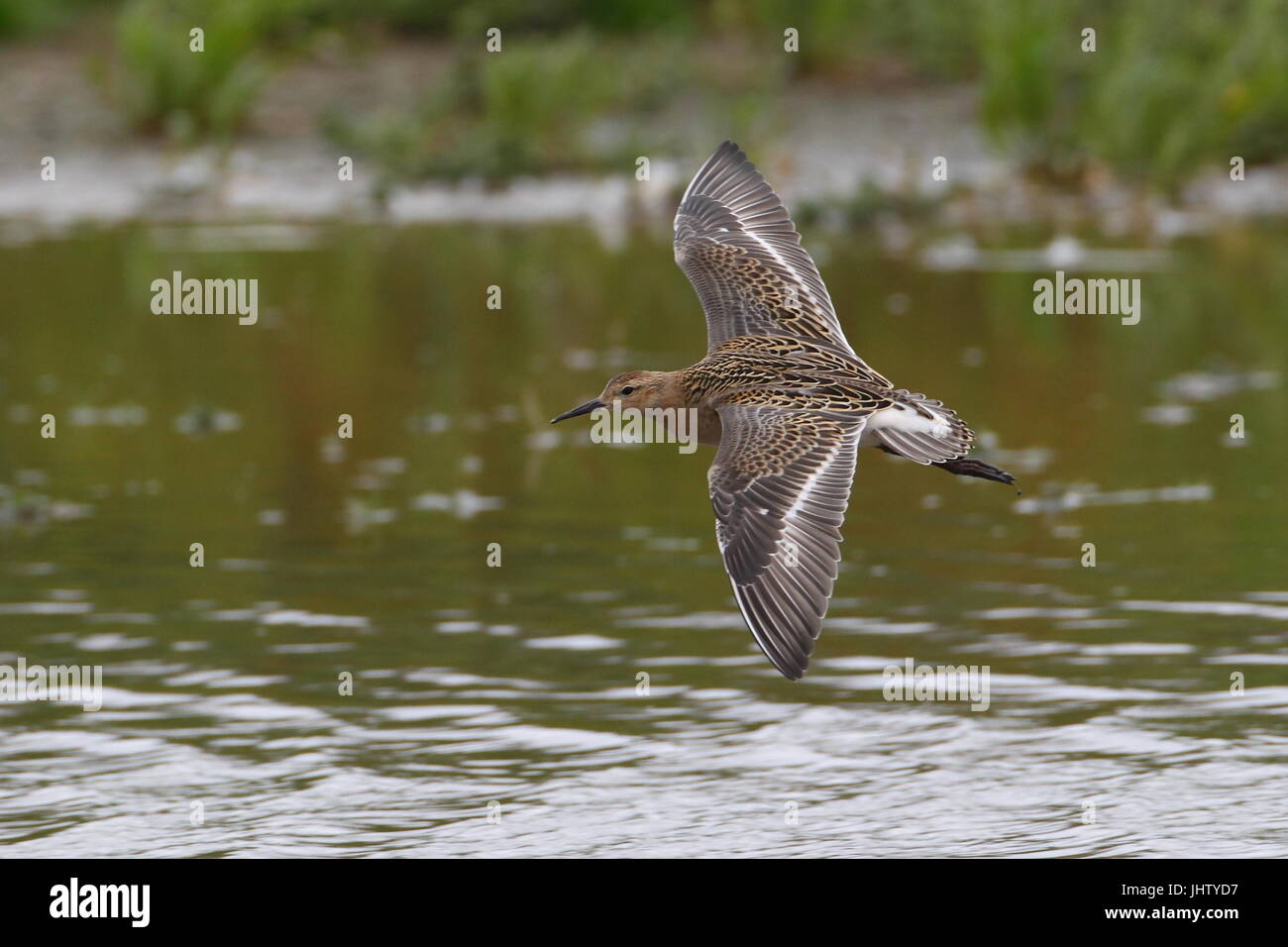 Ruff lek hi-res stock photography and images - Alamy