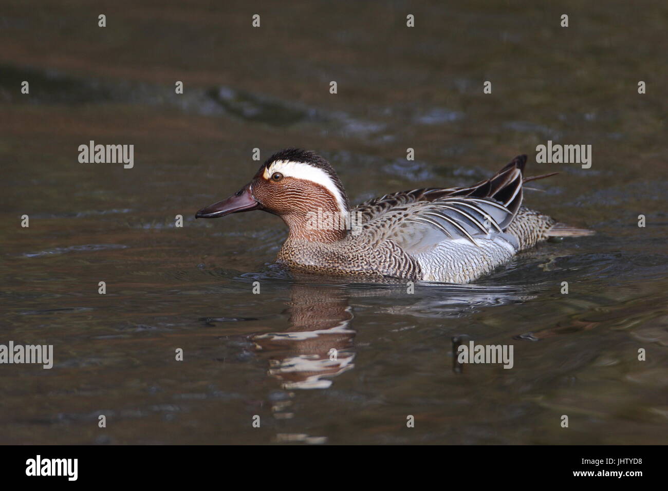 Garganey summer hi-res stock photography and images - Alamy