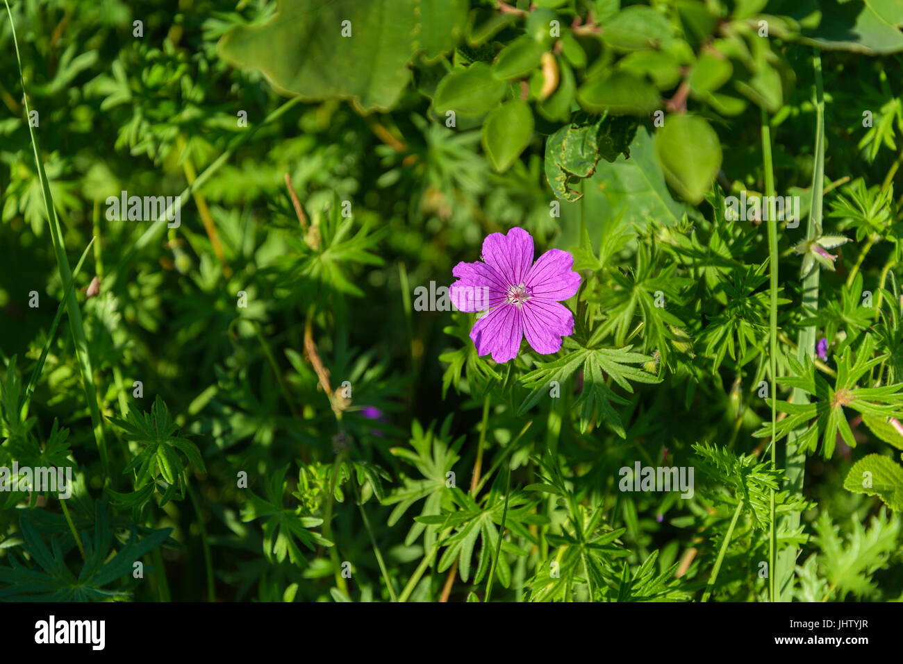 Wild flower of geranium photographed on a background of green grass ...