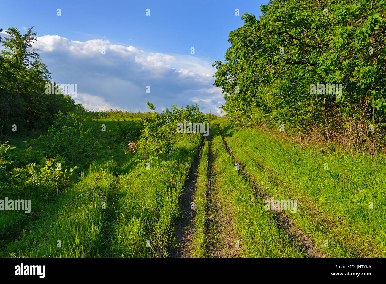 Track from car wheels on a forest edge Stock Photo - Alamy