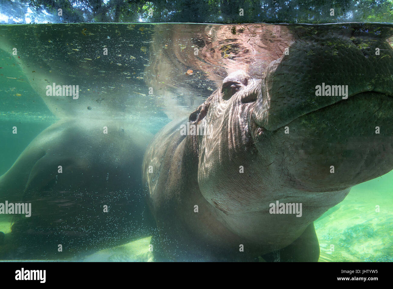 Hoof feet hi-res stock photography and images - Alamy