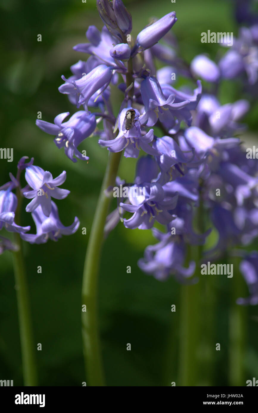 Scottish Bluebell Stock Photos & Scottish Bluebell Stock Images - Alamy