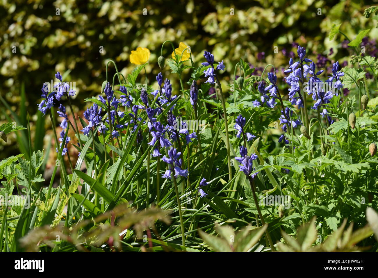 Scottish Bluebell Stock Photos & Scottish Bluebell Stock Images - Alamy