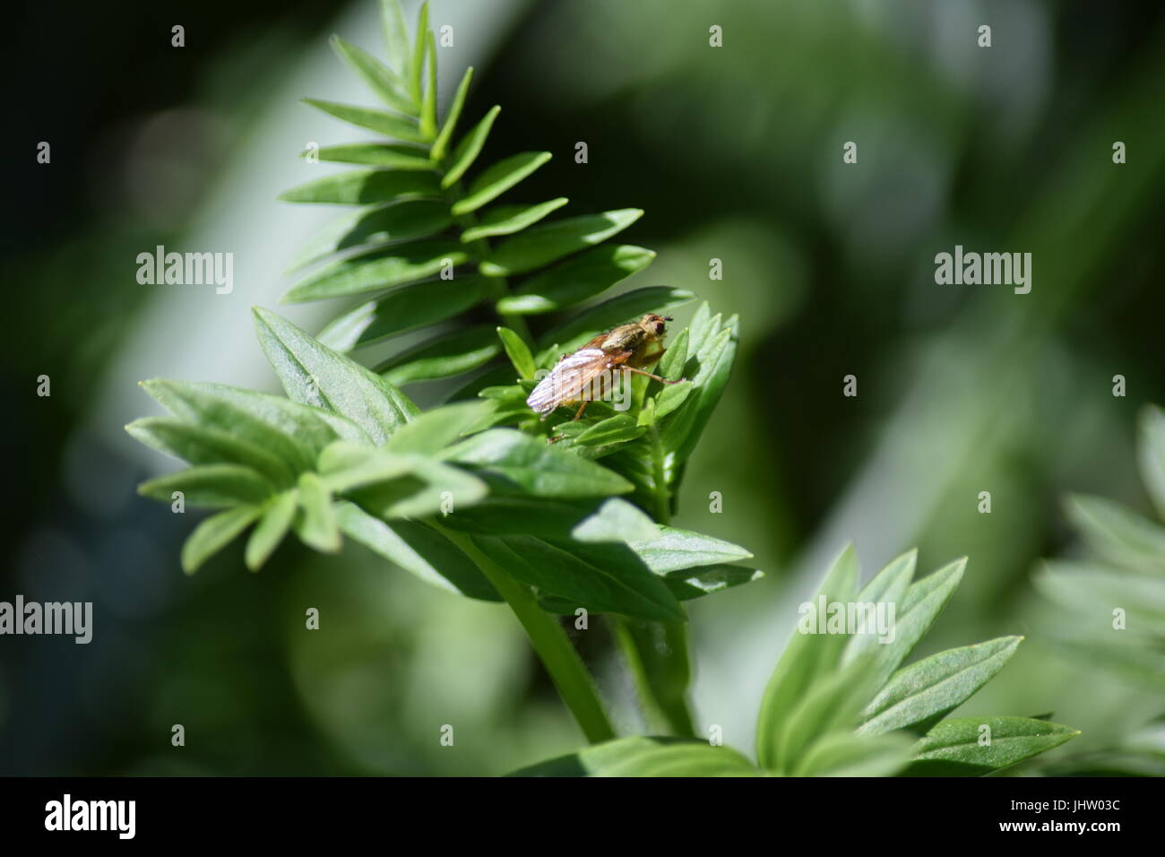 Dinocras cephalotes on a leaf Stock Photo - Alamy