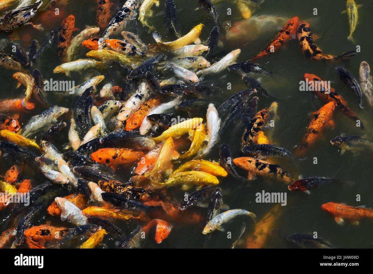 Henry The Fish High Resolution Stock Photography and Images - Alamy