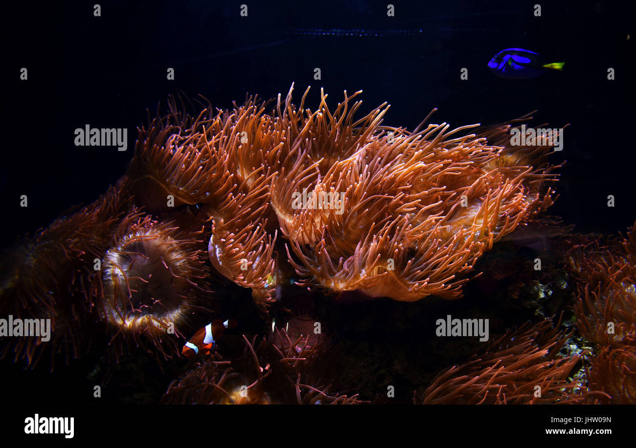 Pictures of zoo hi-res stock photography and images - Alamy