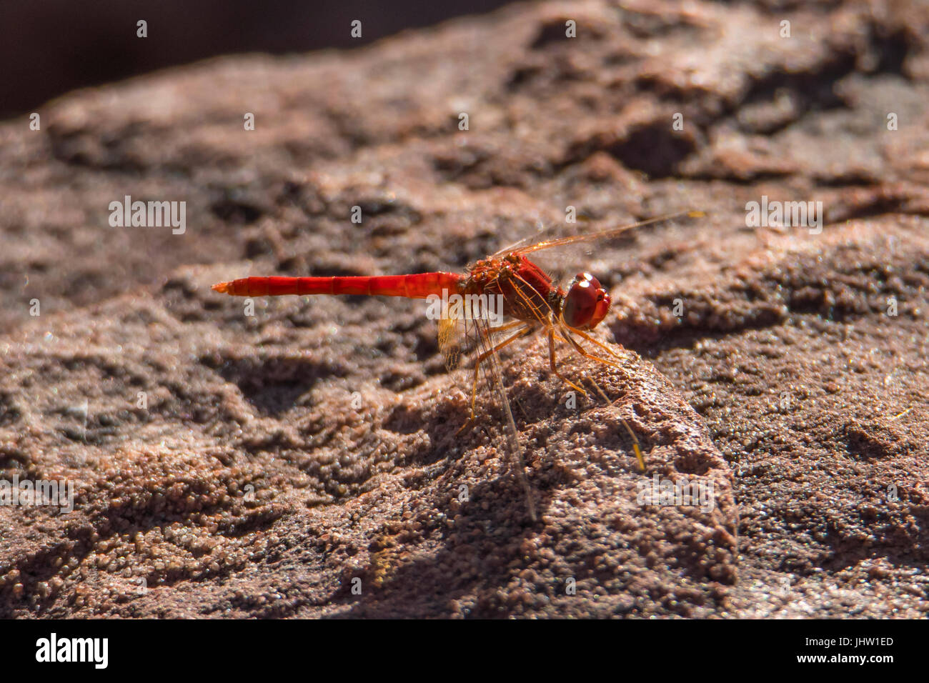Scarlet percher dragonfly hi-res stock photography and images - Alamy