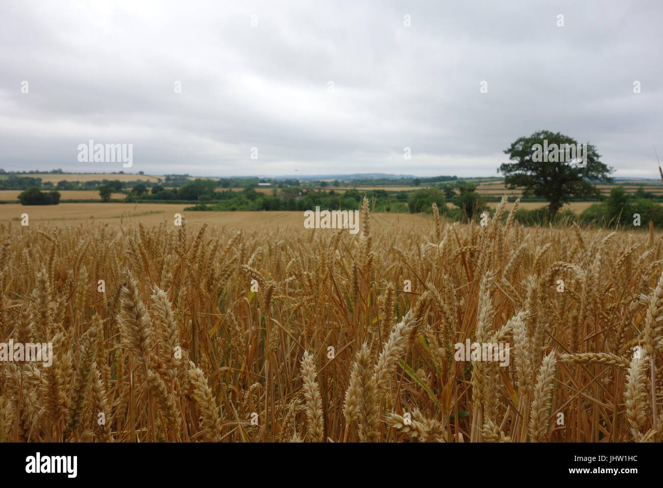 uk nature walks Stock Photo - Alamy