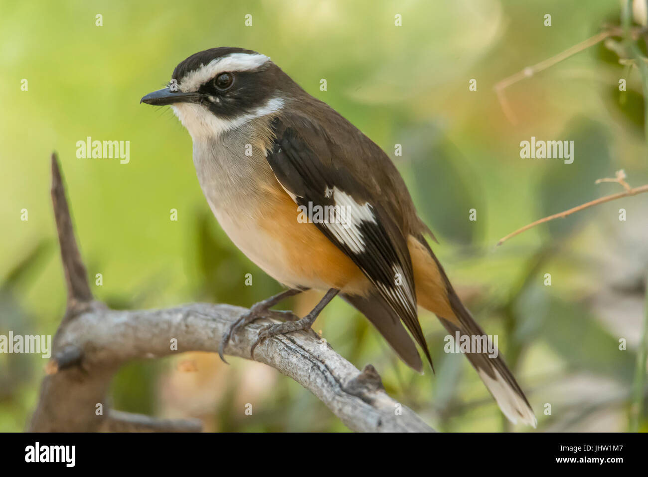 Buff sided robin hi-res stock photography and images - Alamy