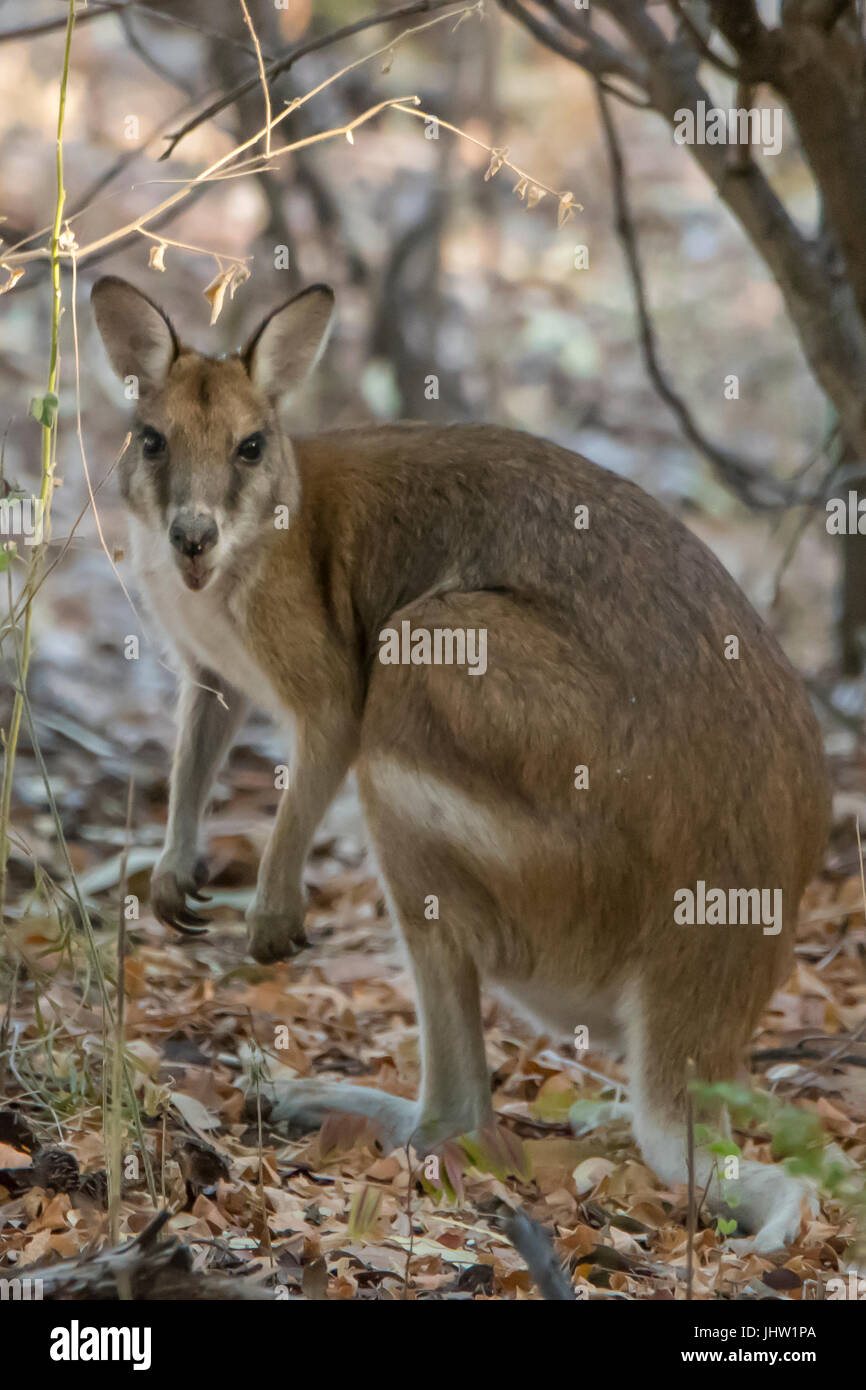 Agile Wallaby, Macropus agilis at Adels Grove Stock Photo - Alamy