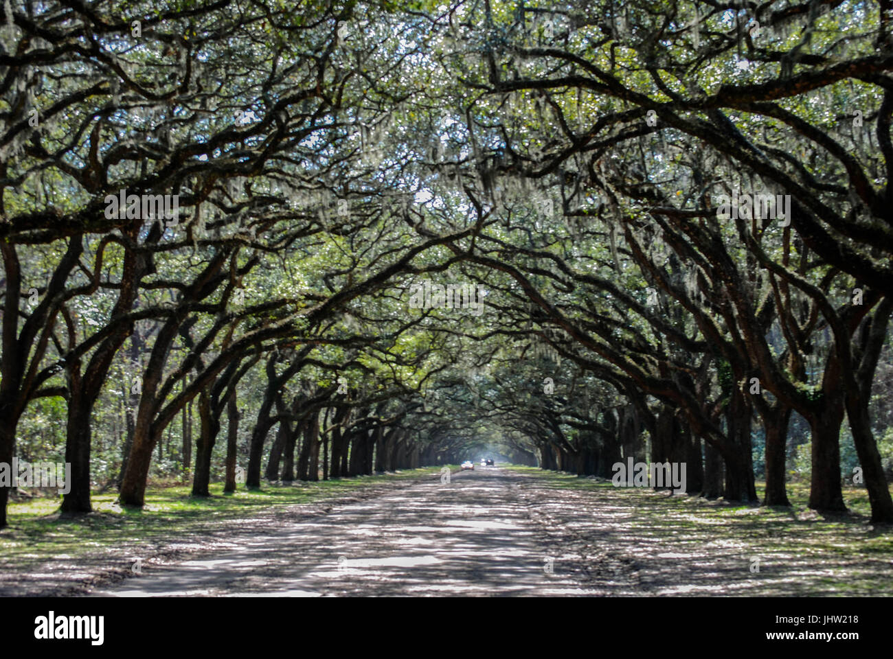 Wormsloe Historic Site Stock Photo - Alamy