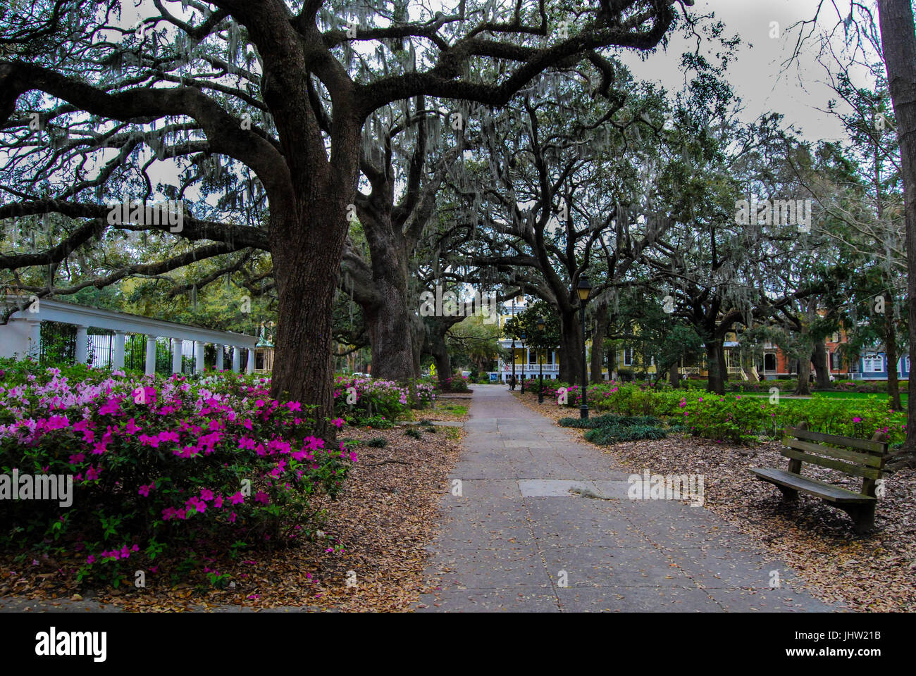 Savannah georgia tree hi-res stock photography and images - Alamy