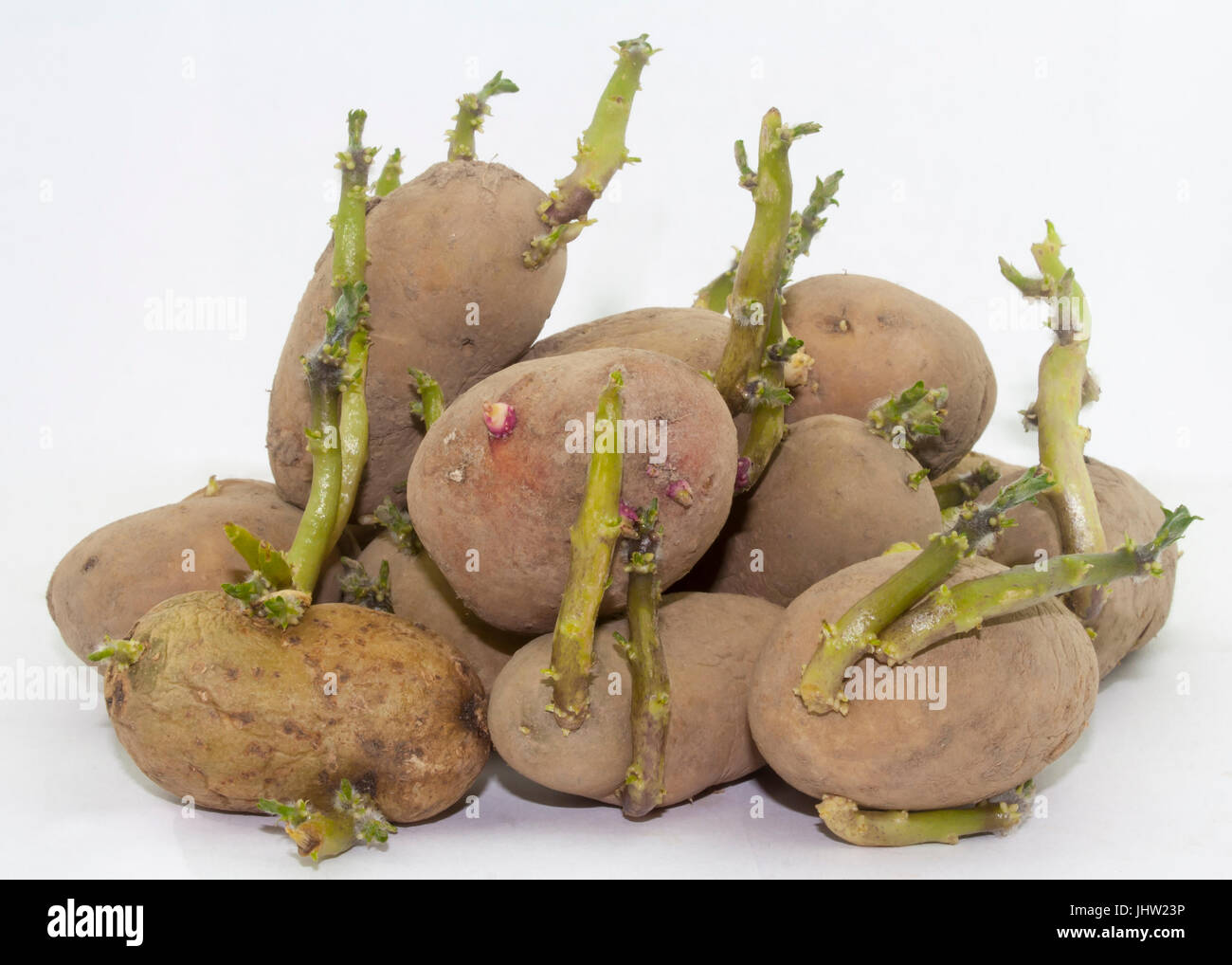 some sprouted potatoes on white background Stock Photo - Alamy