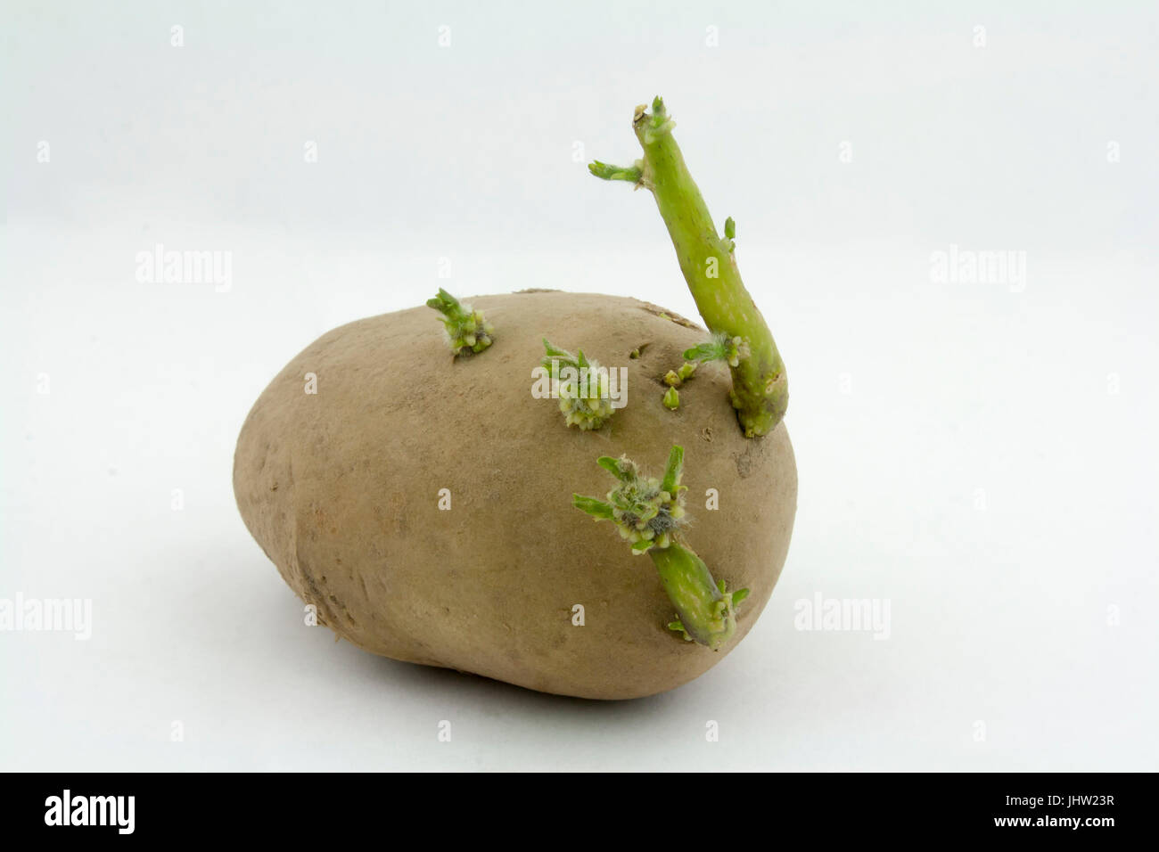 sprouted potatoes on white background Stock Photo - Alamy