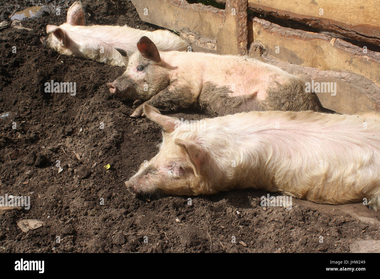 Dirty pigs hi-res stock photography and images - Alamy