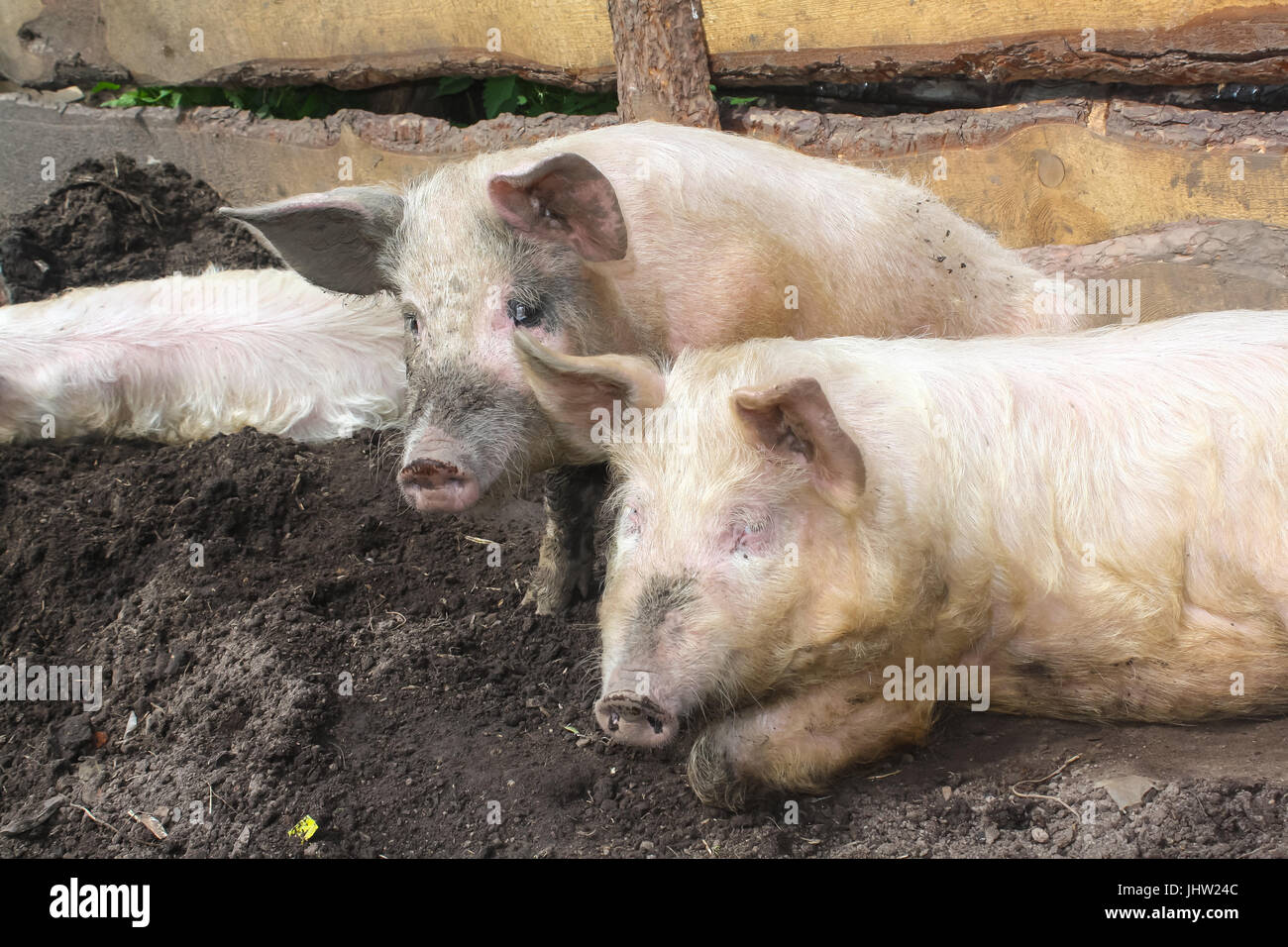 dirty pigs lying in the mud Stock Photo - Alamy