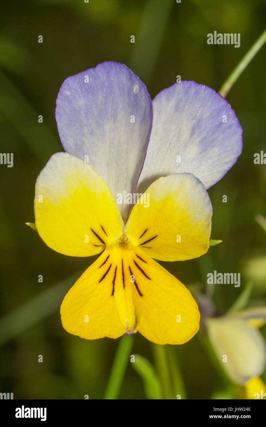 The pansy (viola tricolor) extreme closeup Stock Photo - Alamy